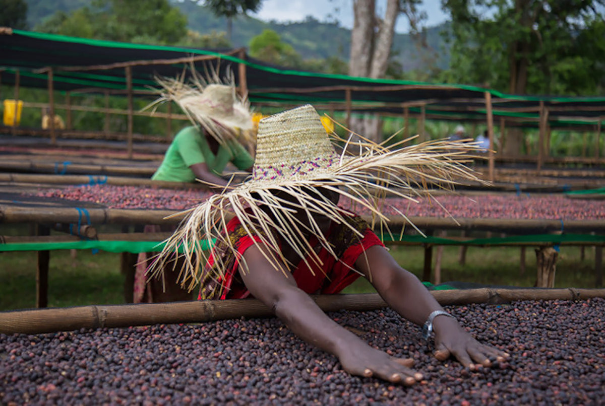 Ethiopia Guji – 2710 Coffee Roasters